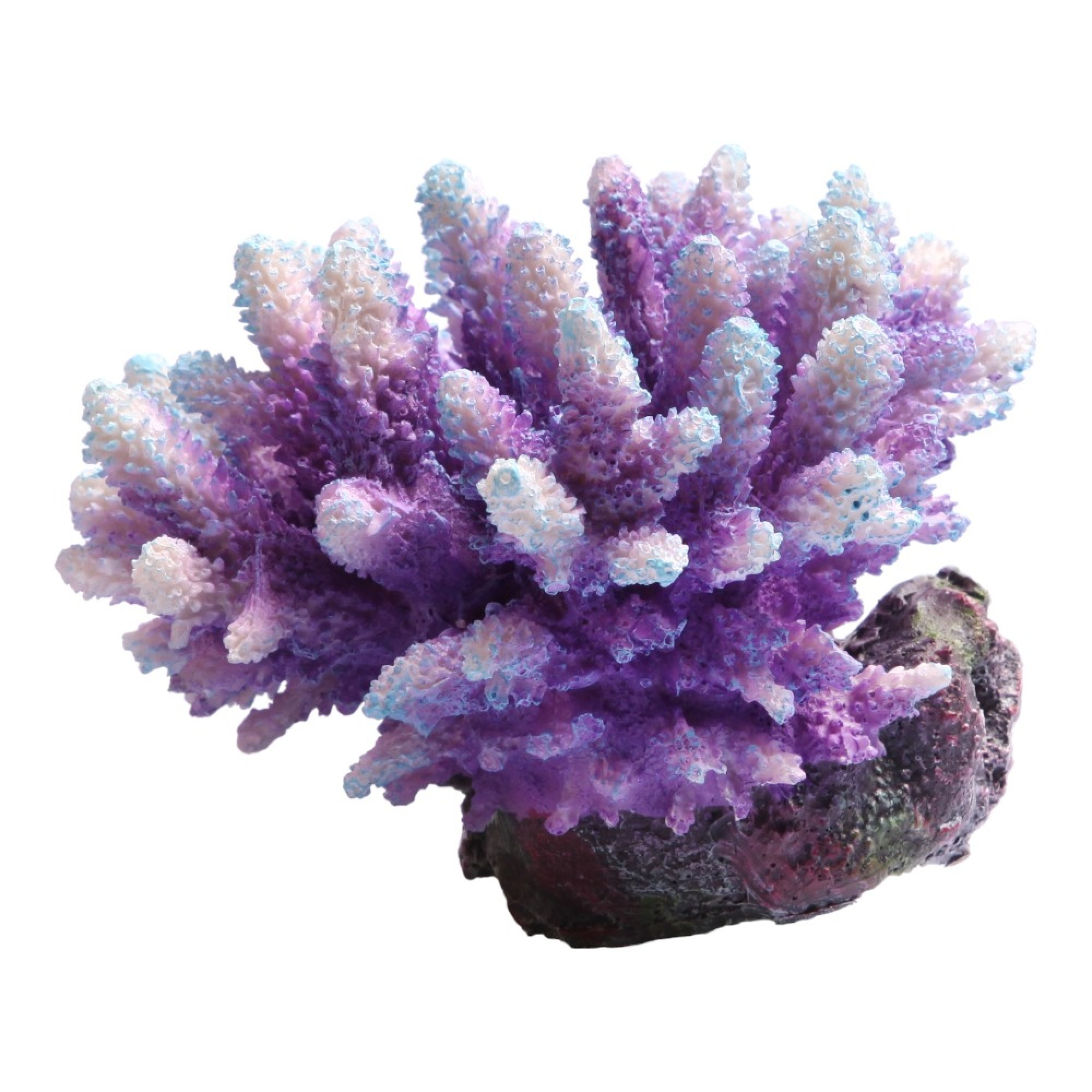 Copi Coral Acropora Purple/aqua 15.8x15x12.5cm