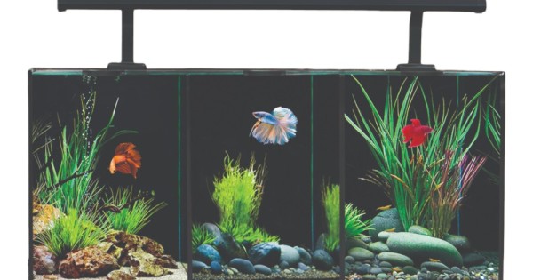 Betta Trio Aquarium 32 Litre