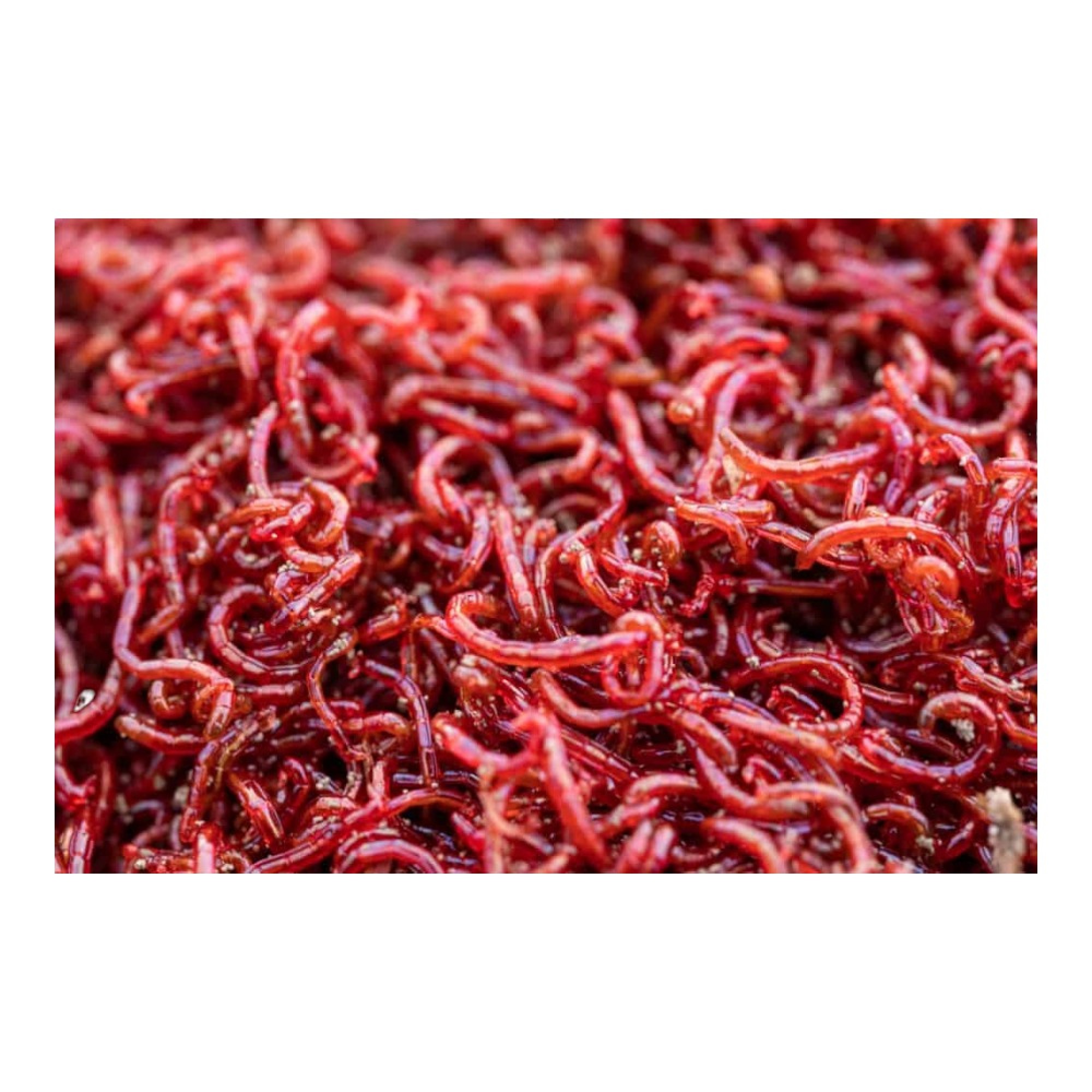 Bloodworm