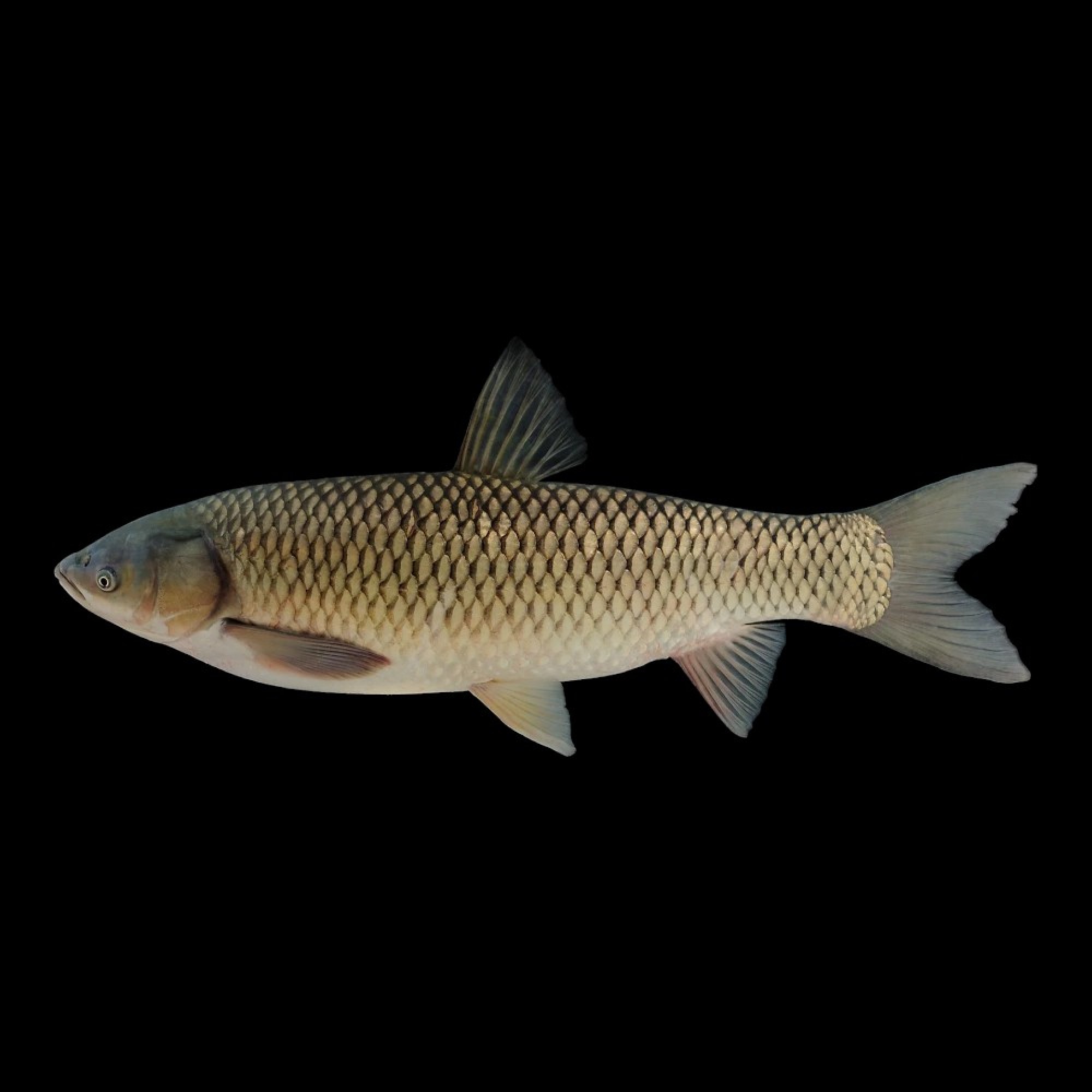 Grass Carp