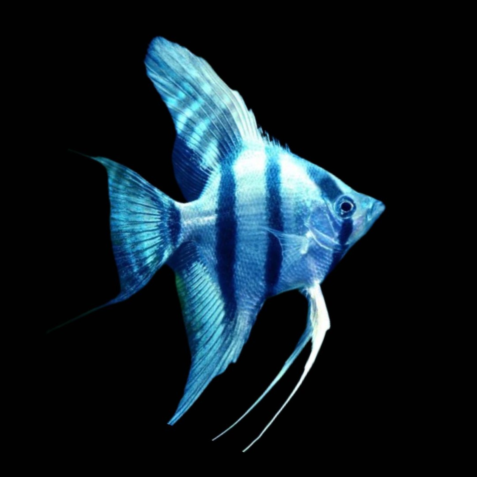 Electric Blue Acara