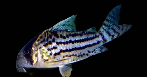 Swartz s Cory Cat
