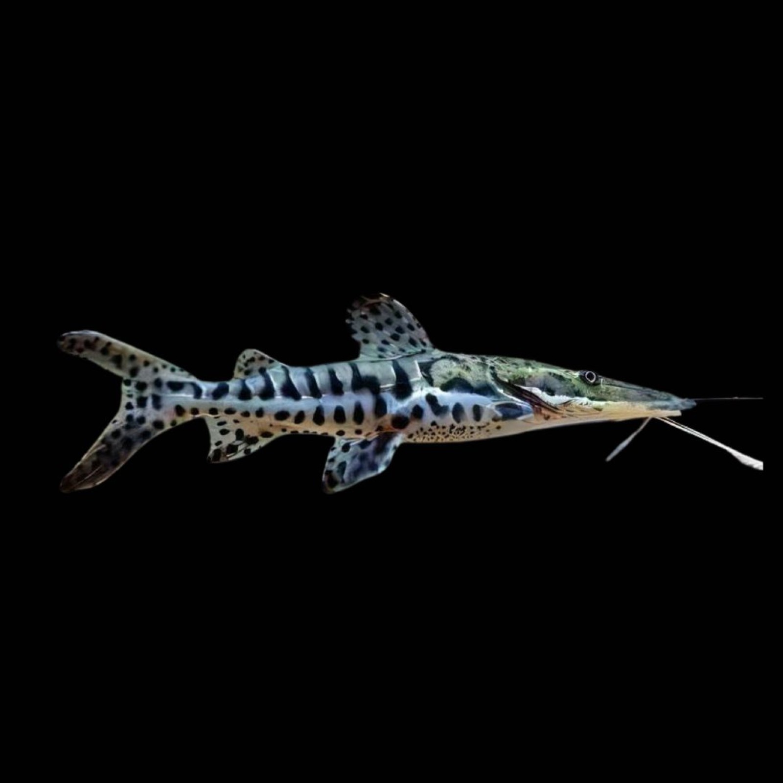 Paroon Shark