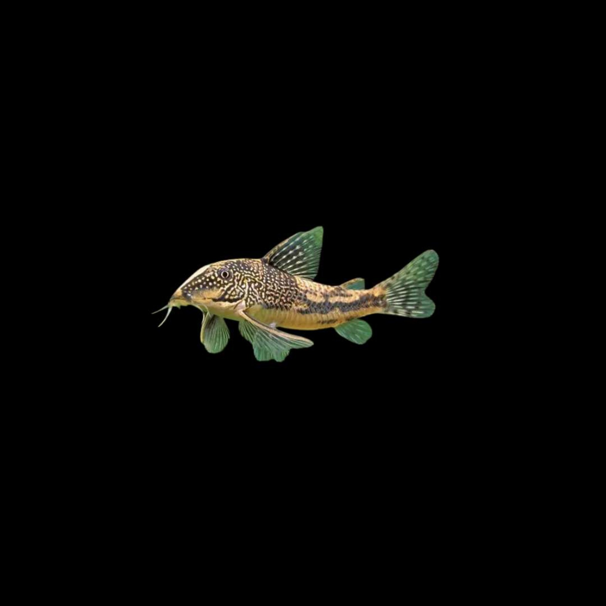 Barbatus Cory