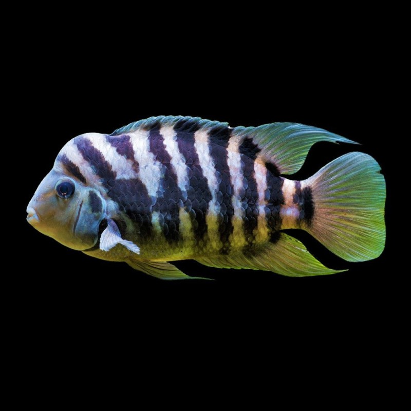 Albino Convict Cichlid