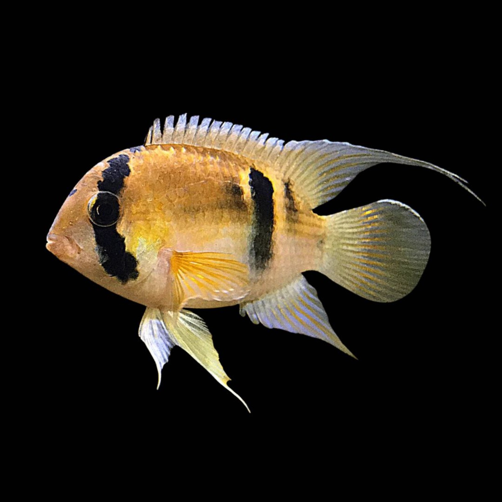 Redhead Tapajos Geophagus