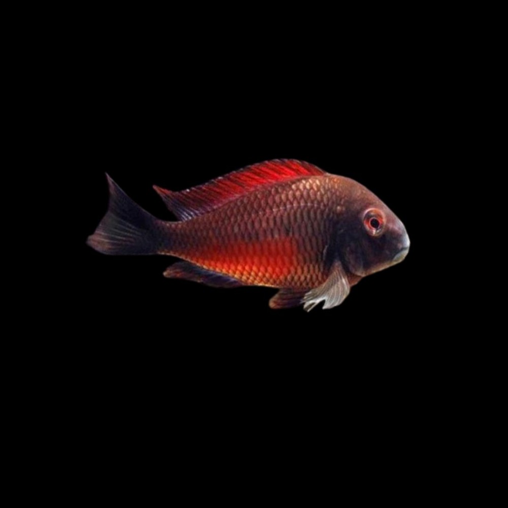 Tropheus 'Red' Moliro