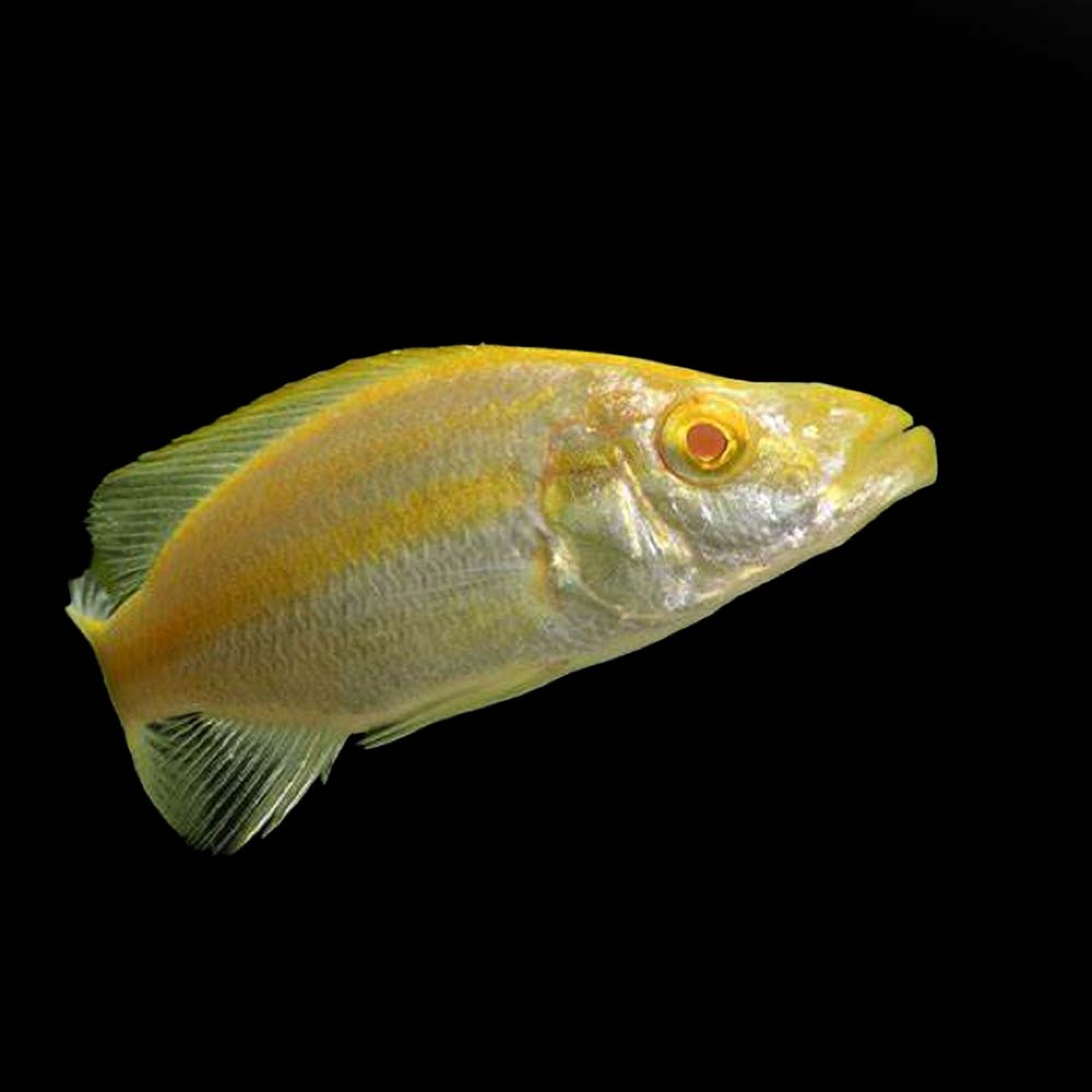 Albino Compressiceps Cichlid