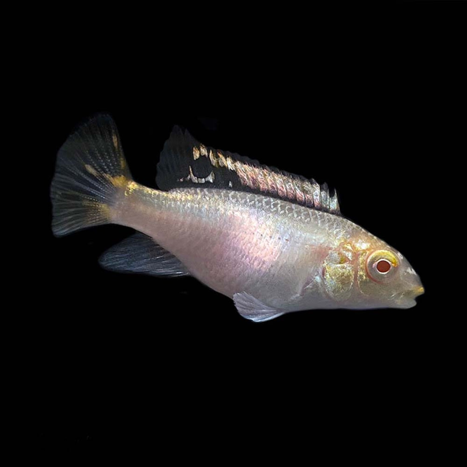 Redhead Tapajos Geophagus