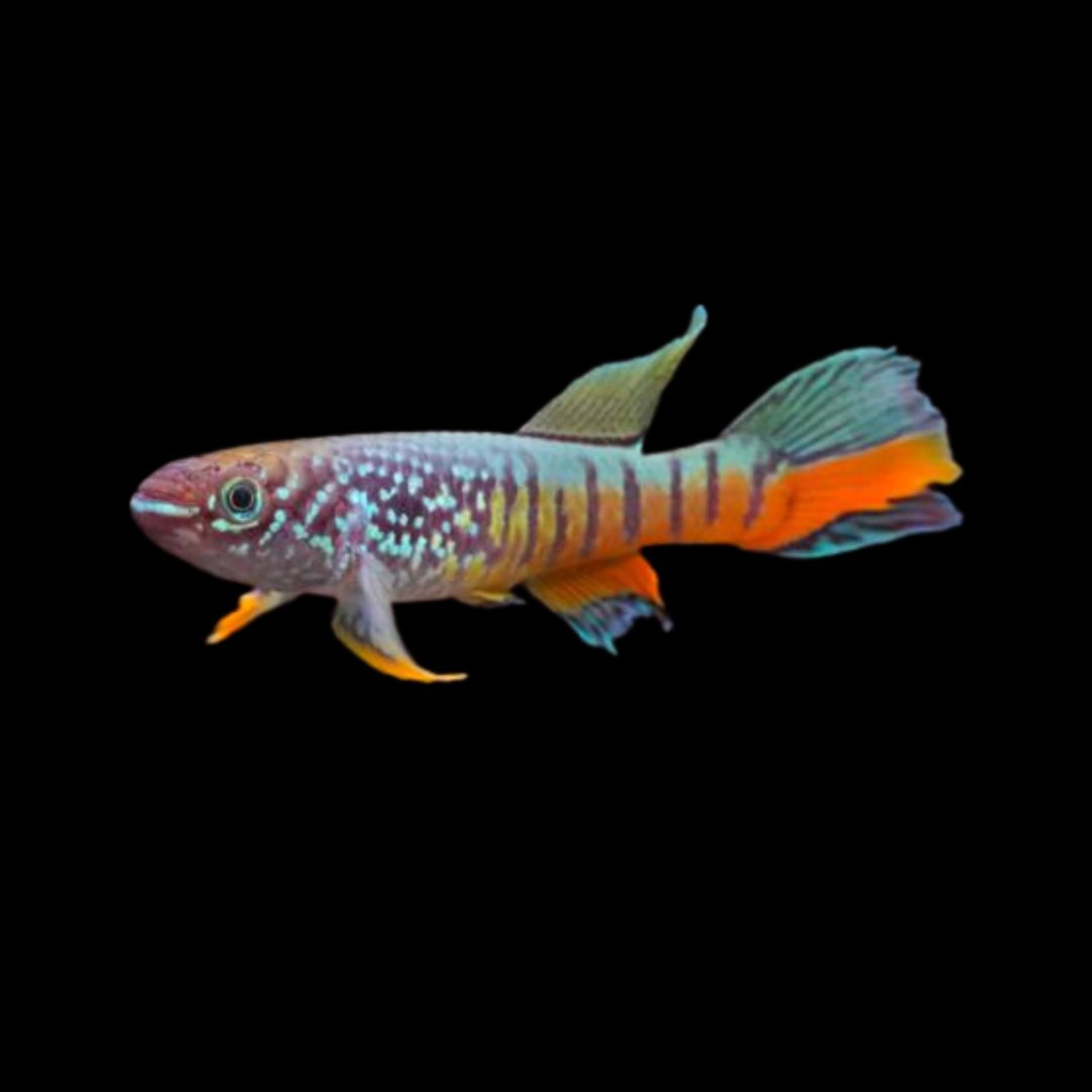 Blue Gularis Killifish (Pair)