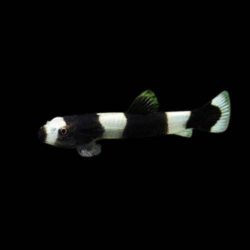 Panda Loach