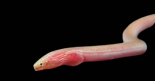 Pink-Spaghetti-Eel