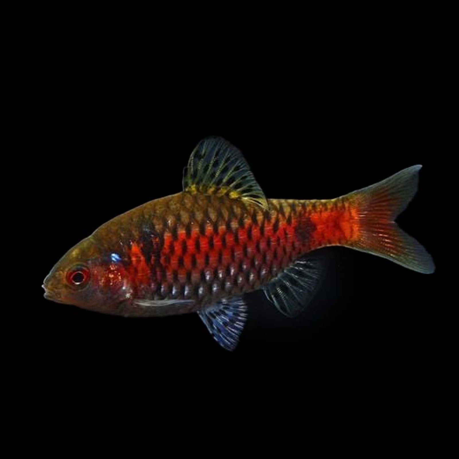 Redhead Tapajos Geophagus