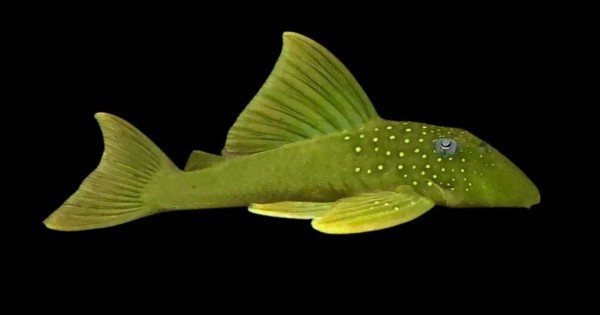 Green Phantom Pleco (L200)
