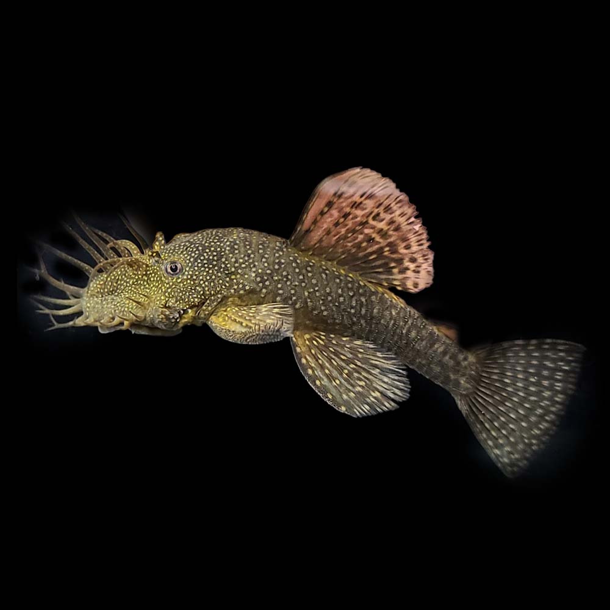 Plecos