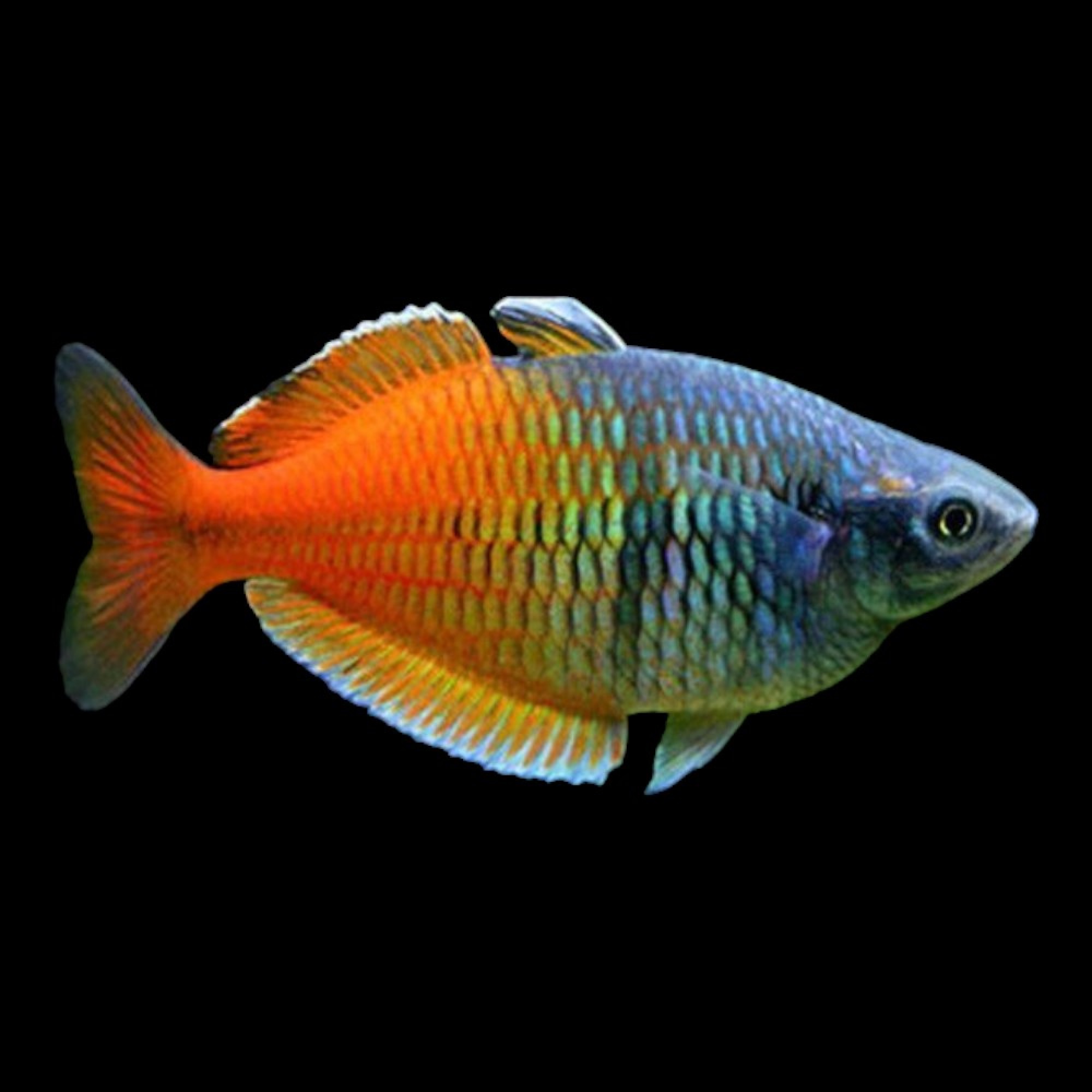 Boesemani Rainbow