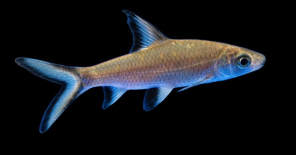 Bala Shark