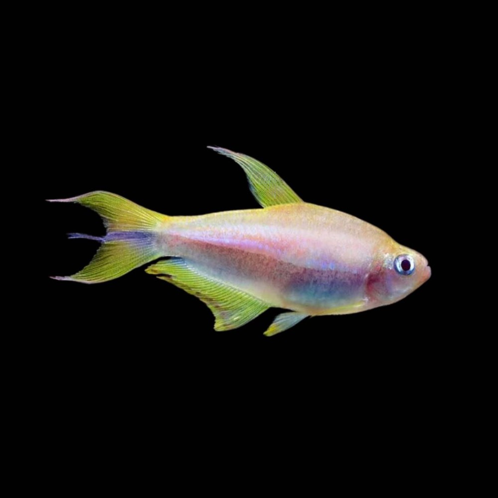 Tetras & Schooling Fish