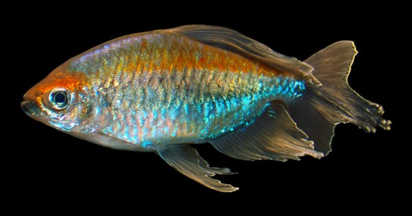 Congo Tetra
