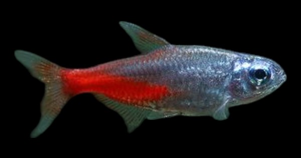 Diamond Head Neon Tetra