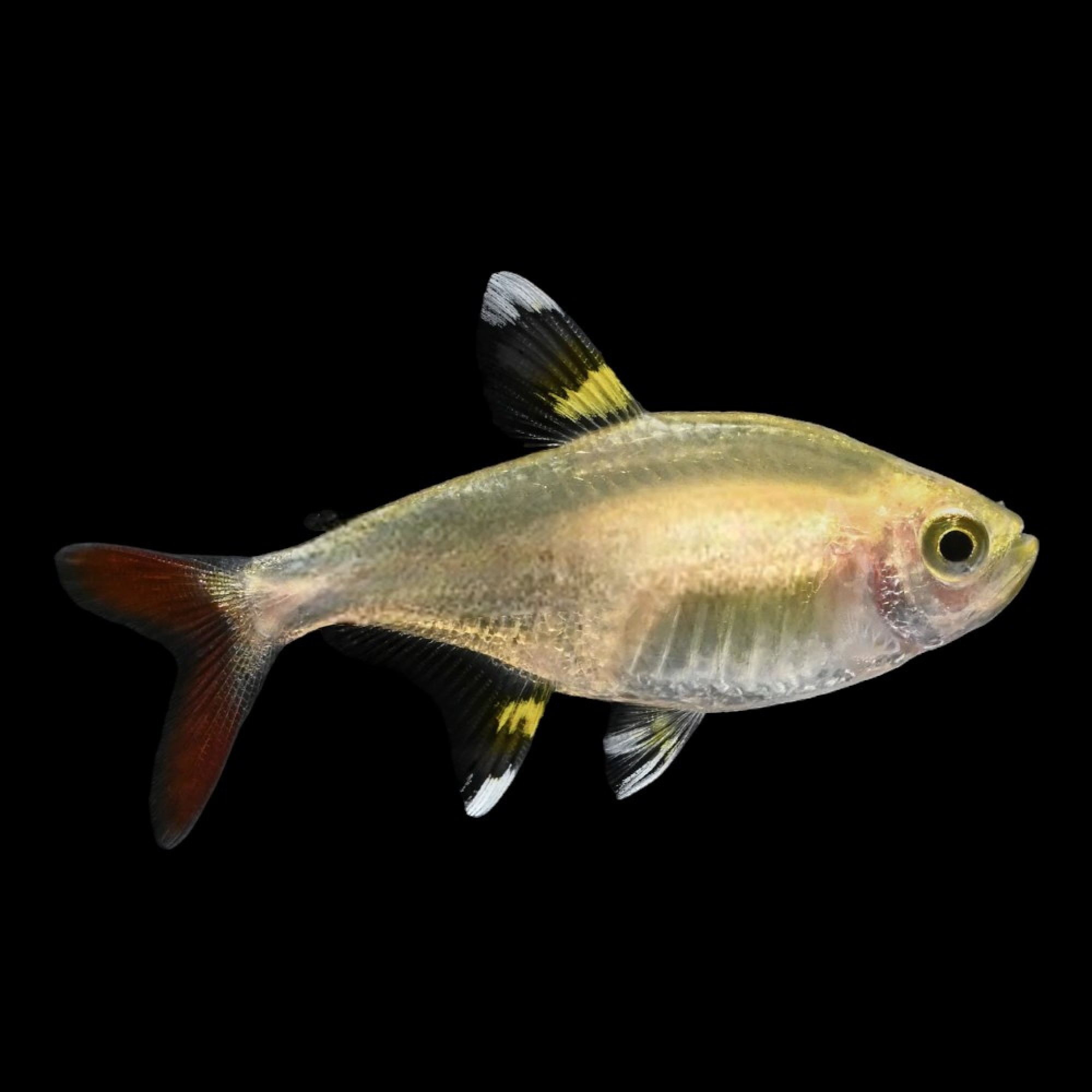 Tetras & Schooling Fish