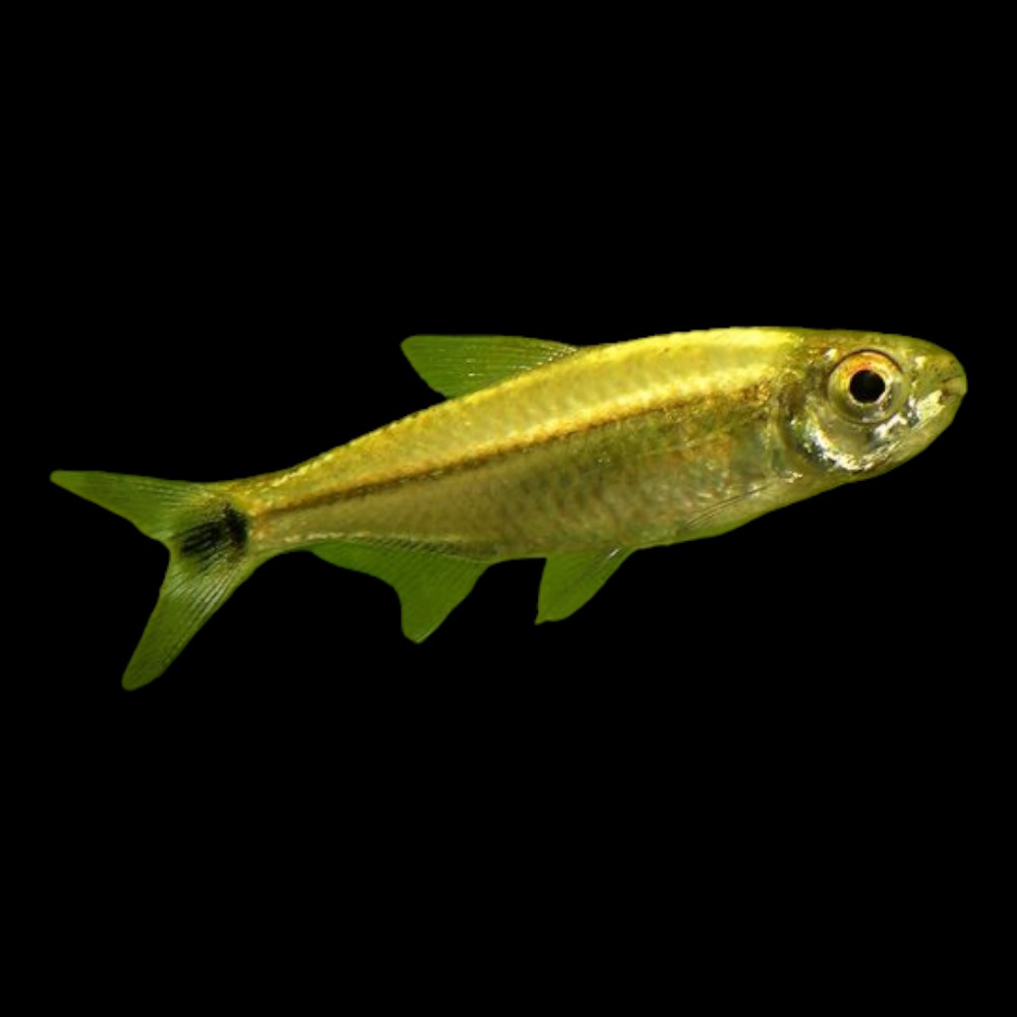 Tetras & Schooling Fish