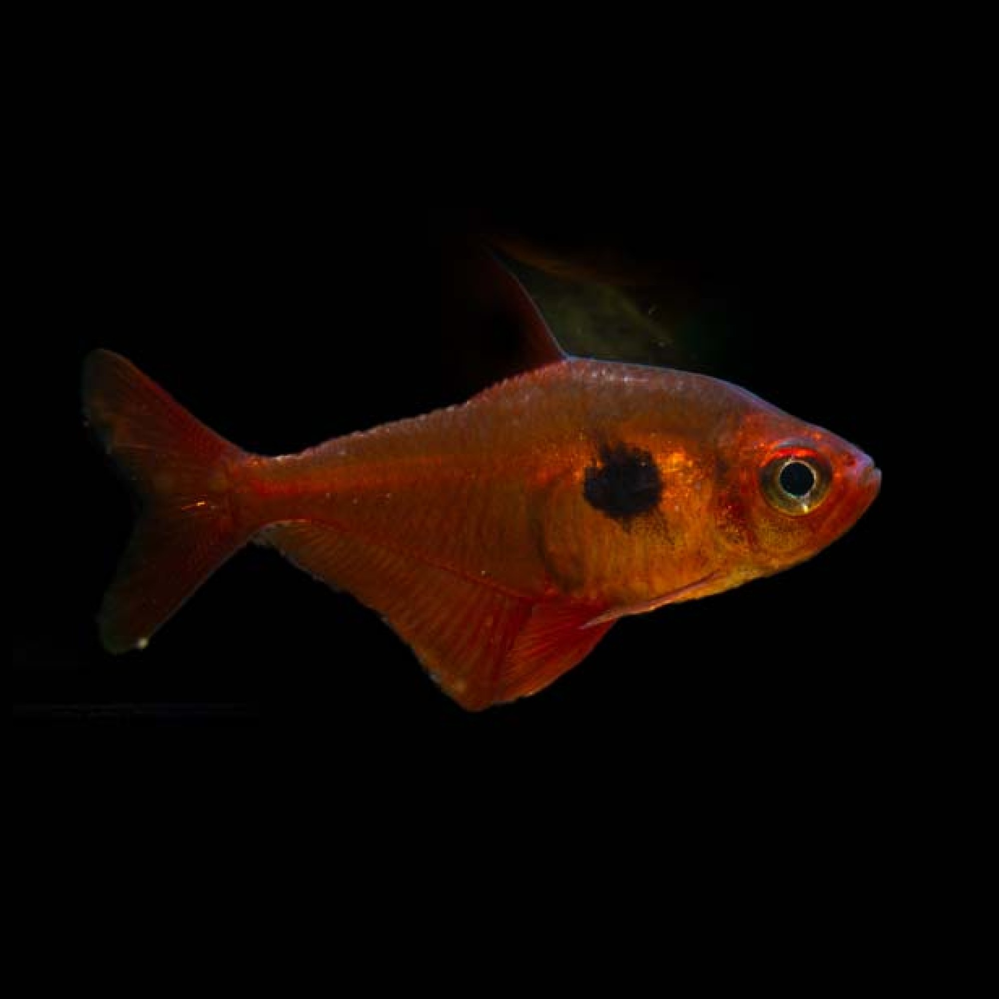 Red Phantom Tetra