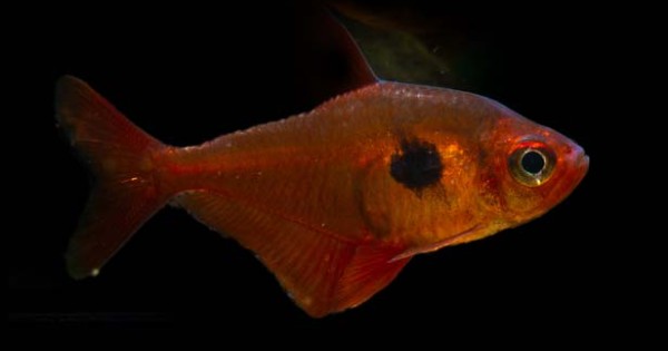Red Phantom Tetra