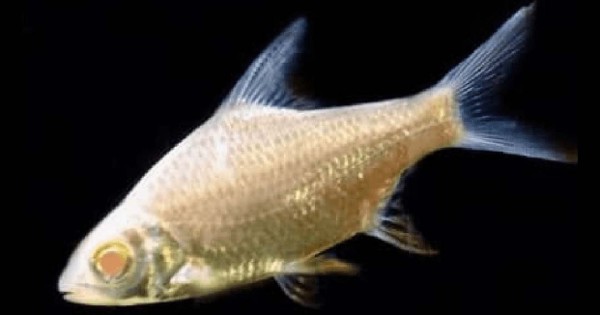 Tinfoil Barb Albino