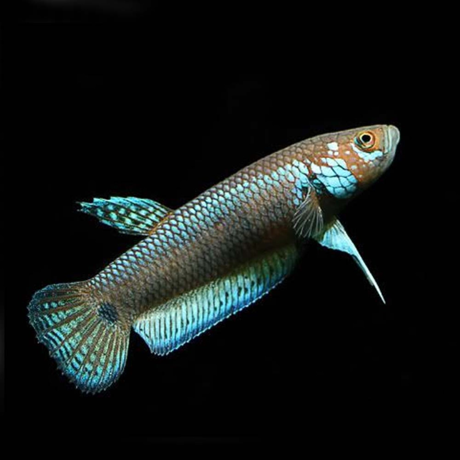 Hellboy Betta male