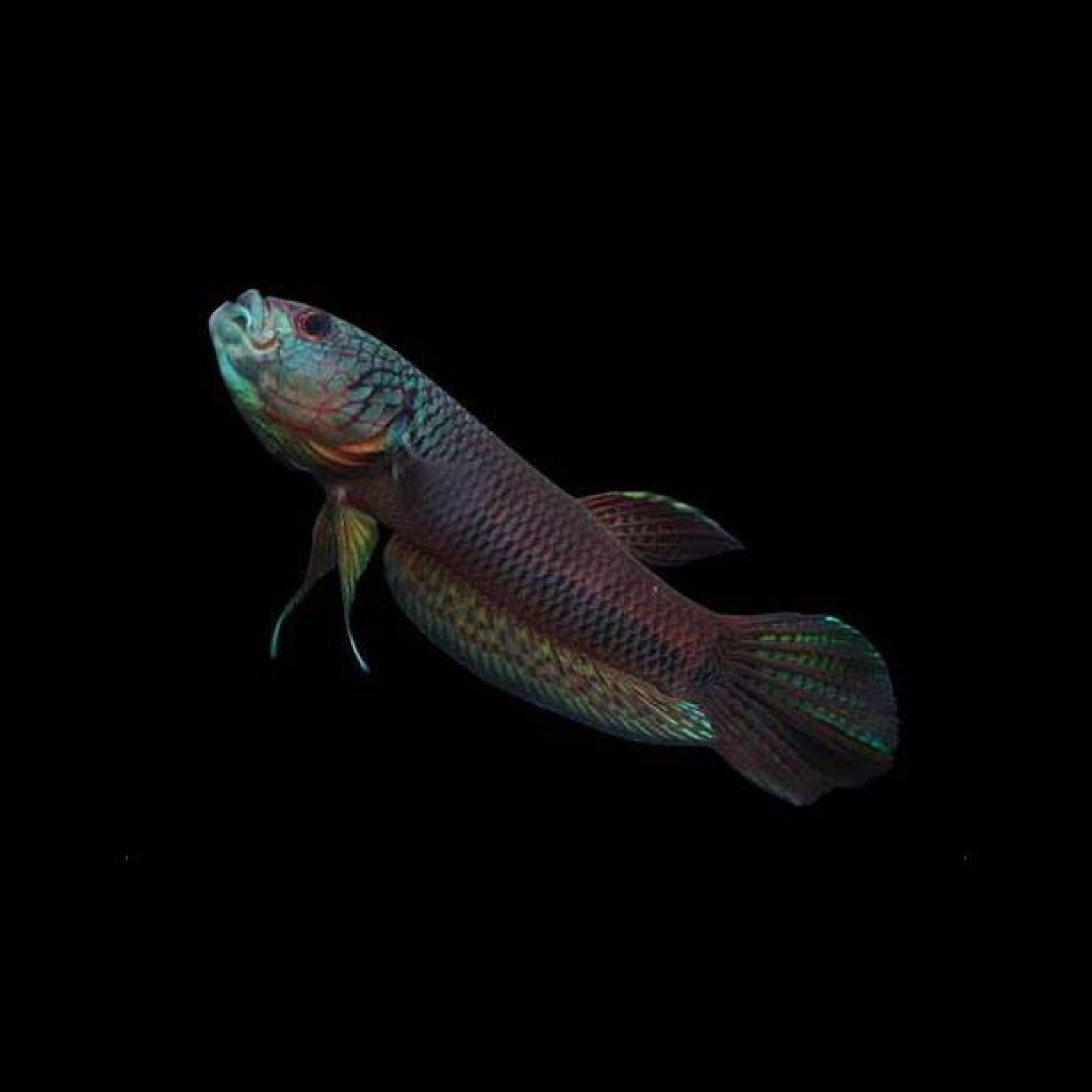 Betta Antuta (pair)