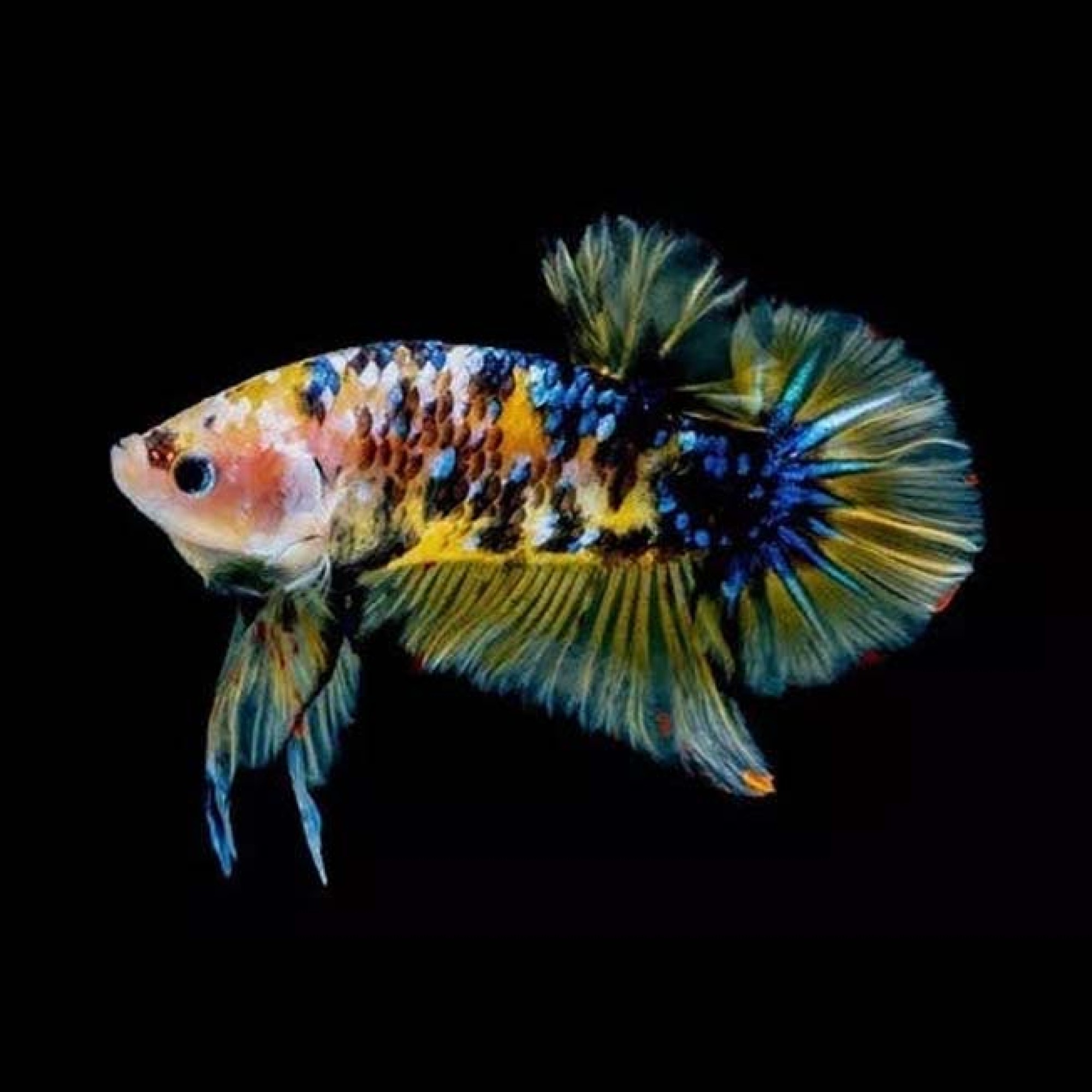 Betta Yellow Galaxy Super Delta Male