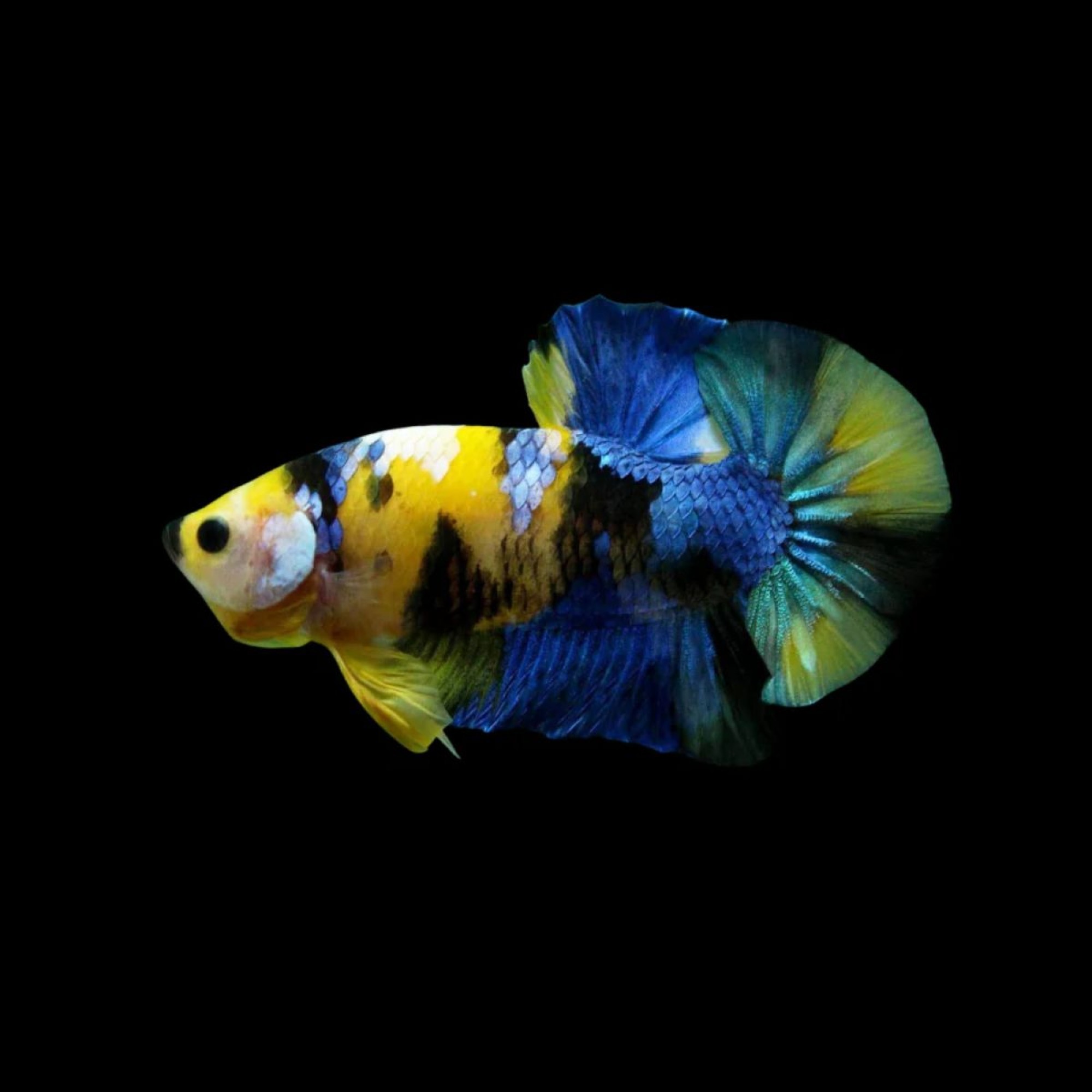 Betta Yellow Koi Male