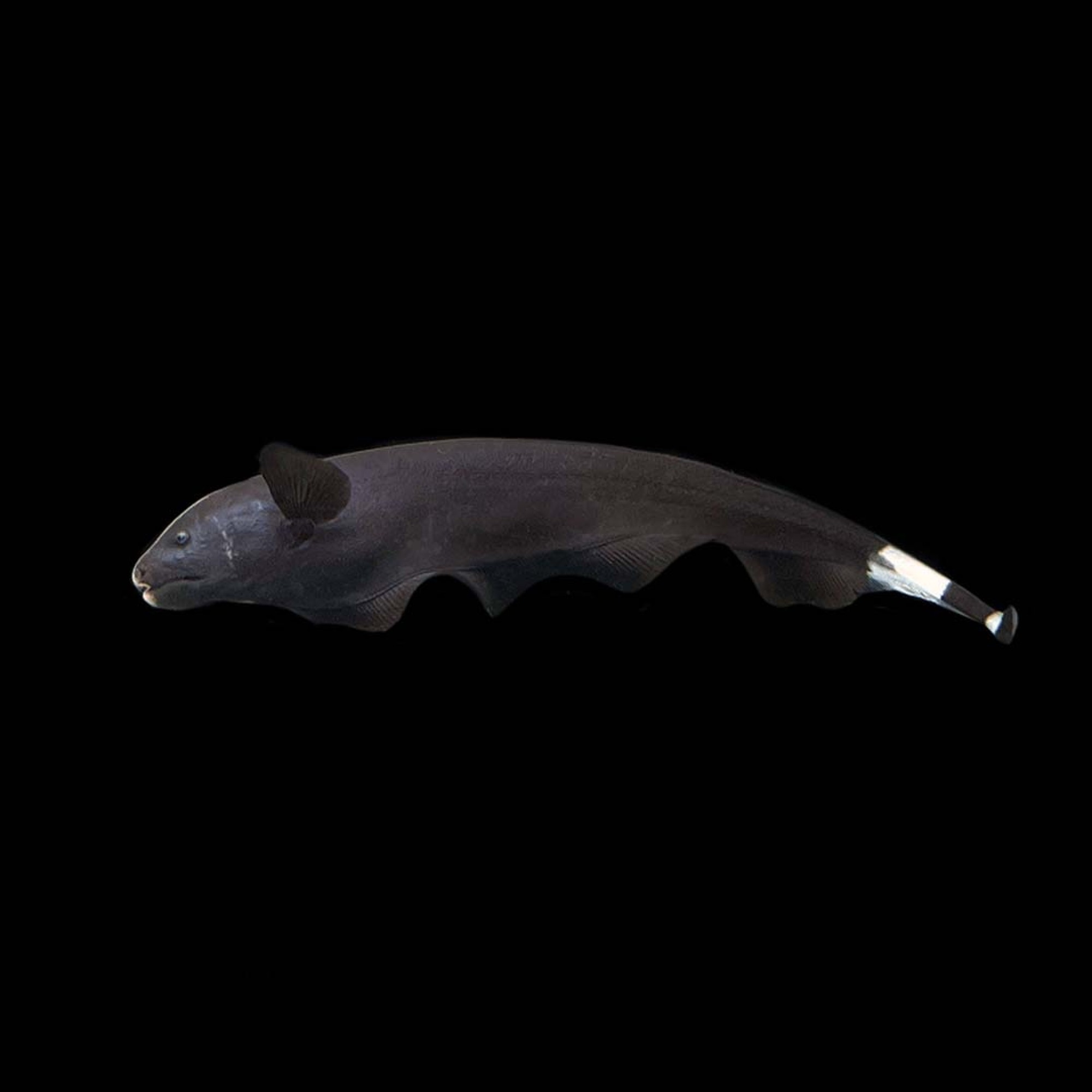 Misc. Fish