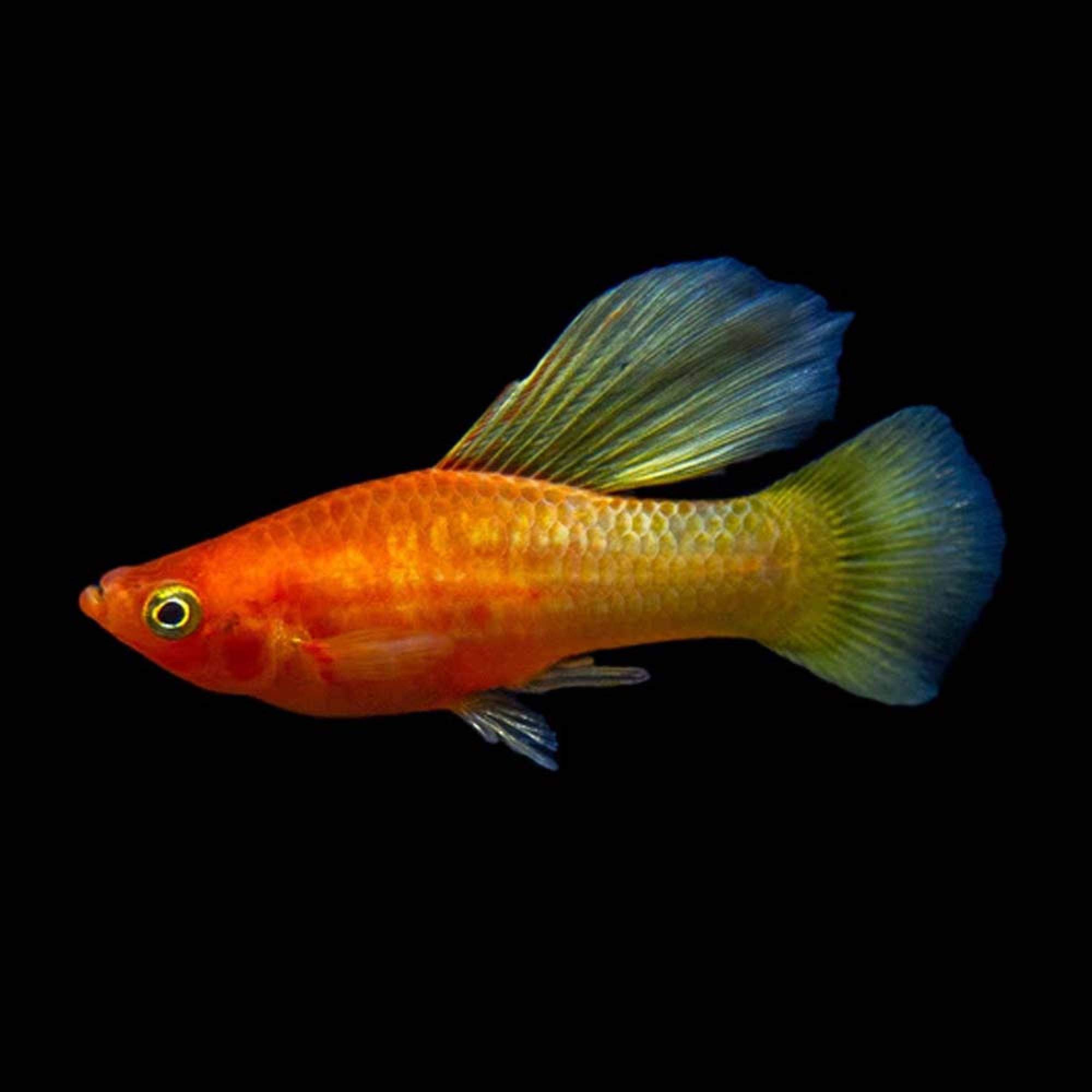 Livebearers