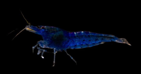 Blue Shrimp