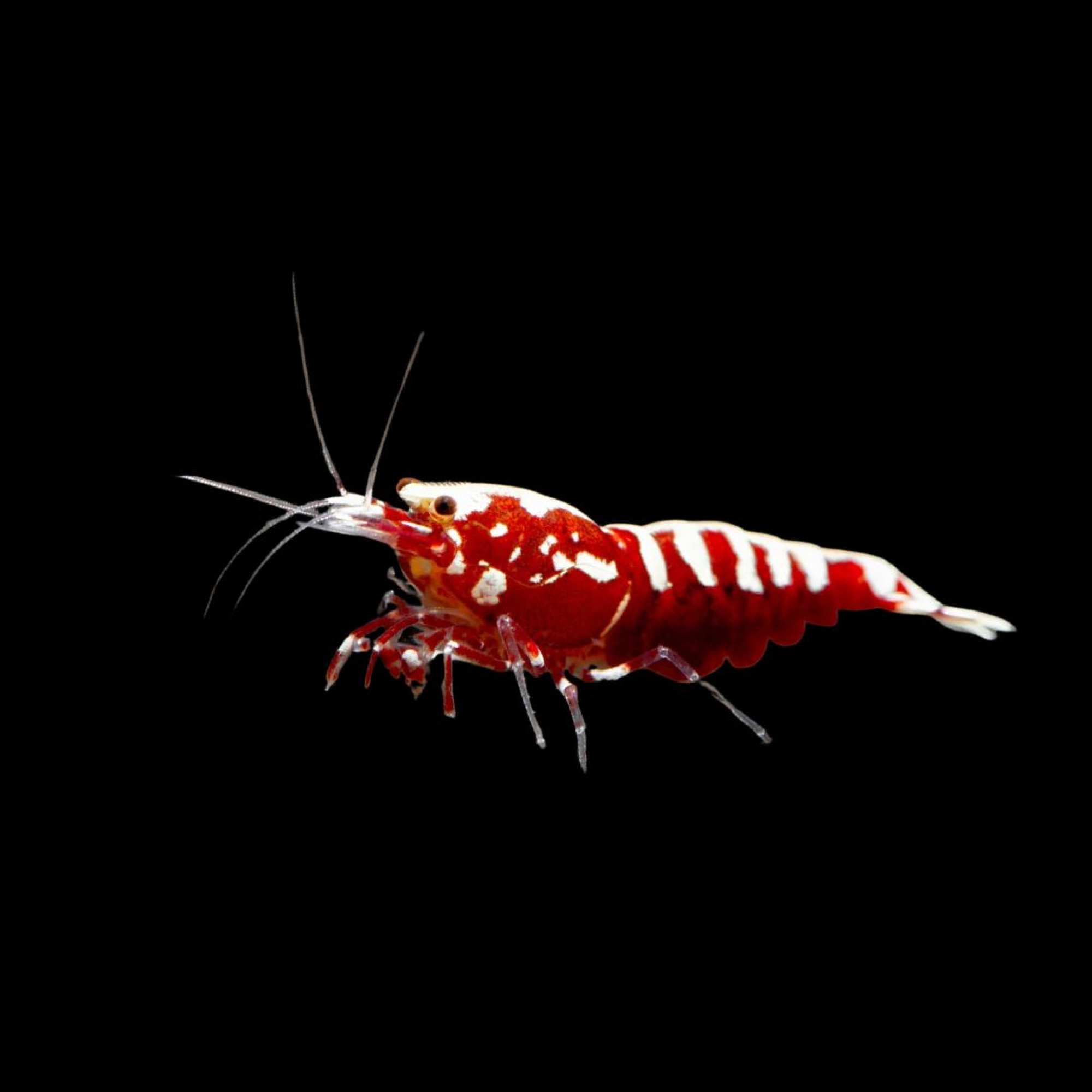 Red Pinto Shrimp