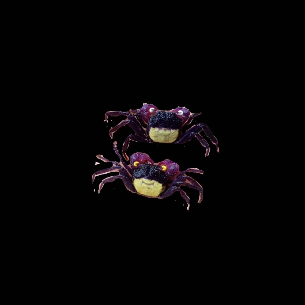 Vampire Crab