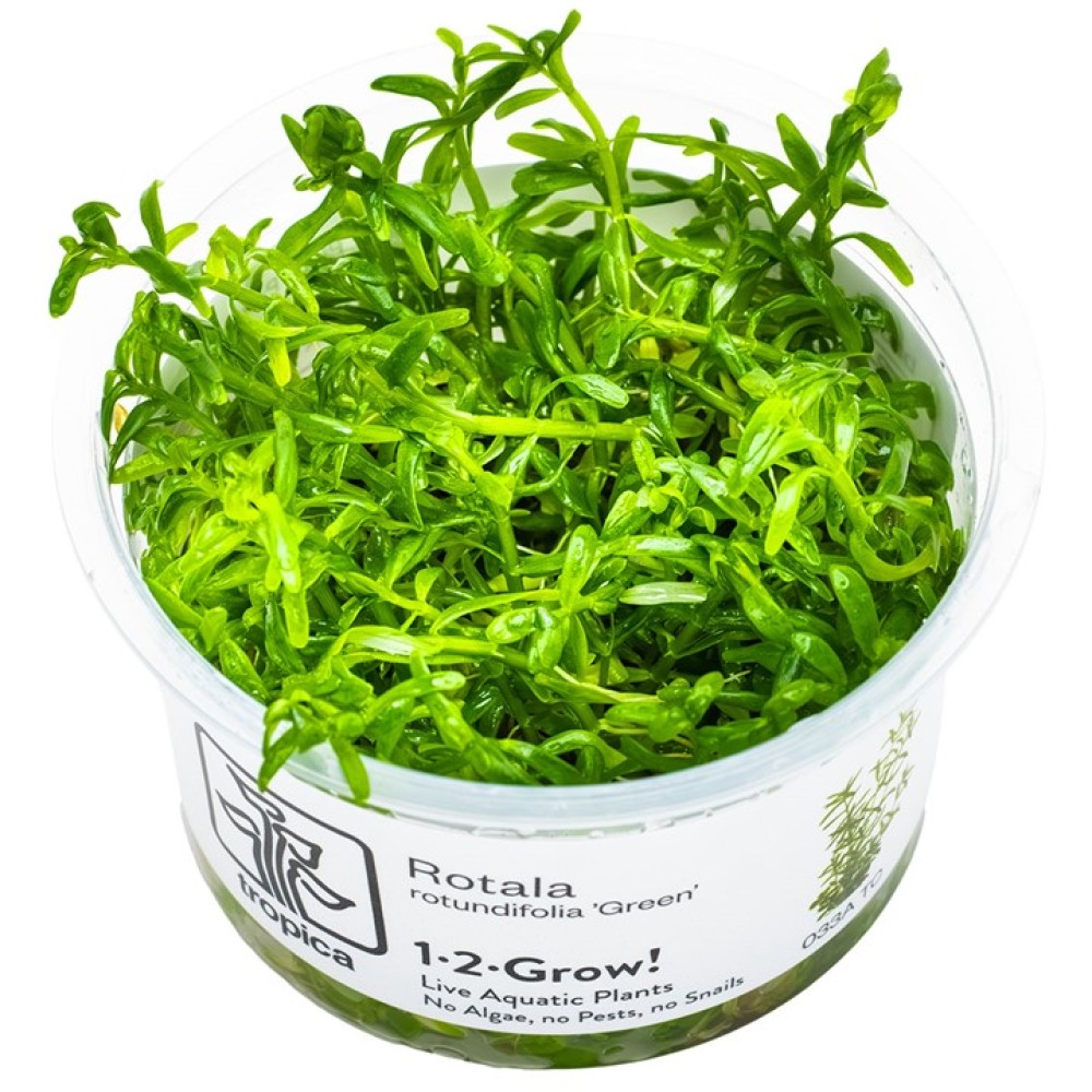 Rotala sp. ‘Green’