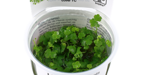 Hydrocotyle tripartita Mini In Vitro