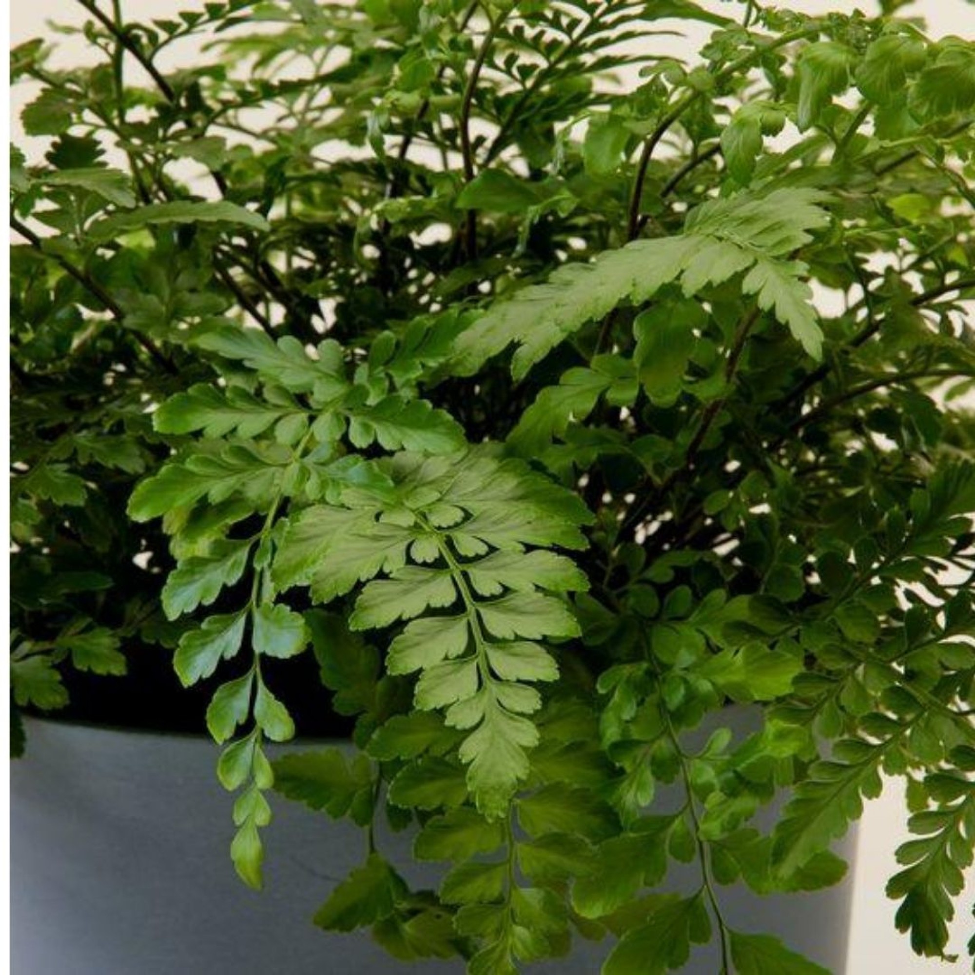 Asplenium Parvati 9 cm