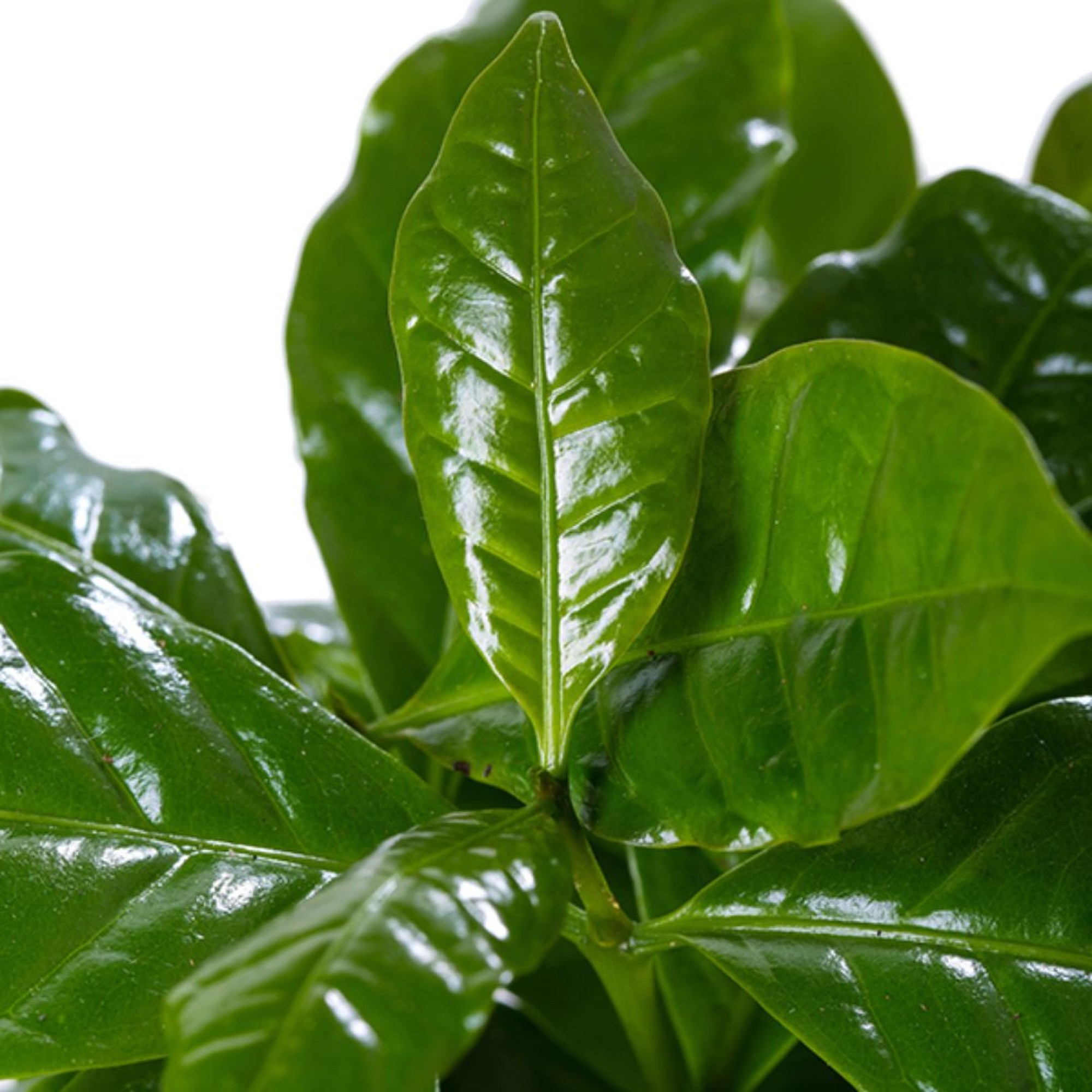 Coffea Arabica 6 cm