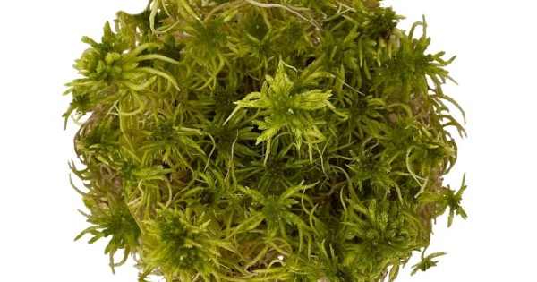 WIO Sphagnum Moss