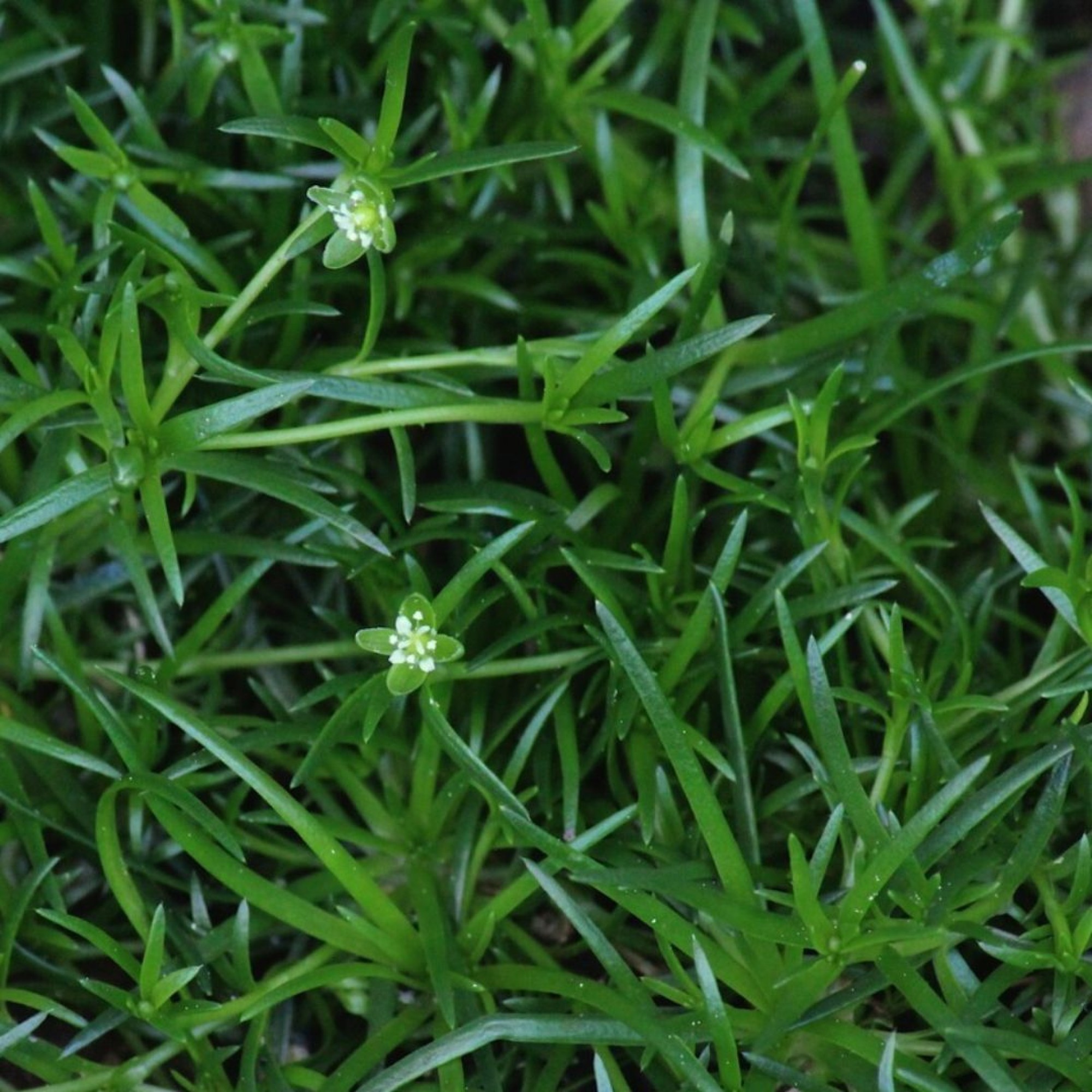 Sagina Procumbens 6 cm