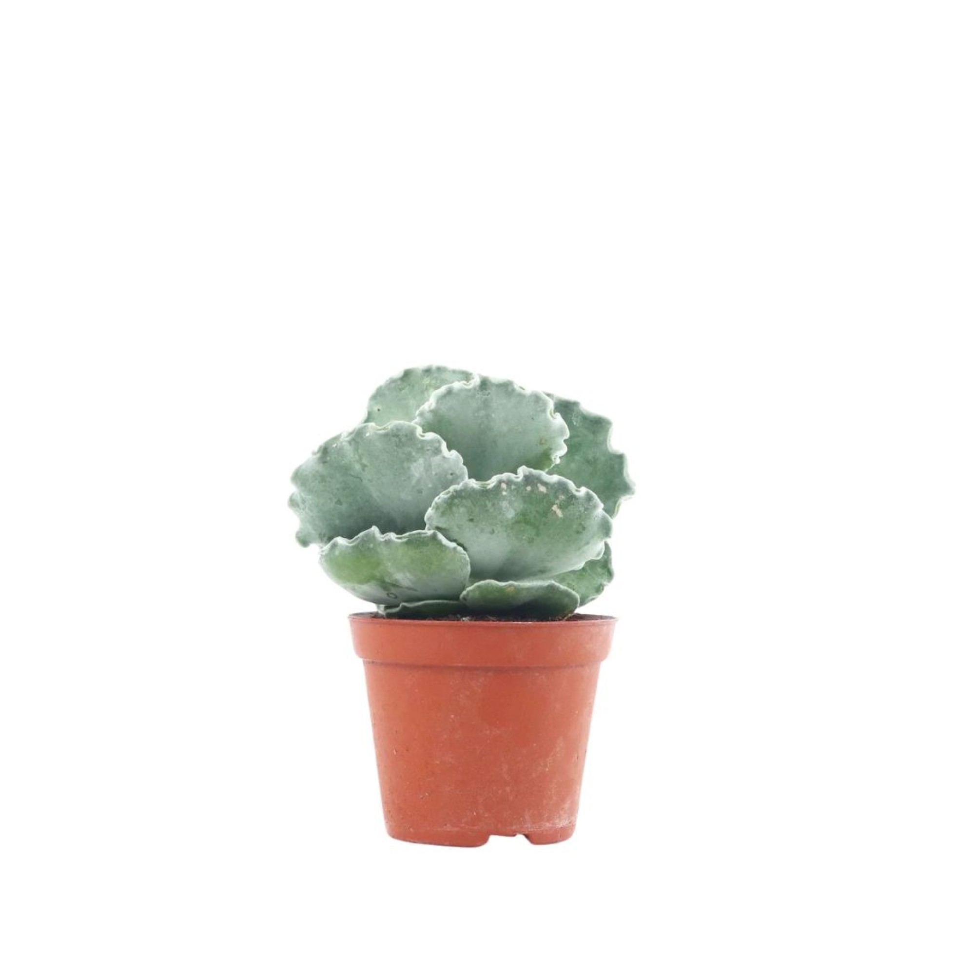 Cotyledon Undulata 5 cm