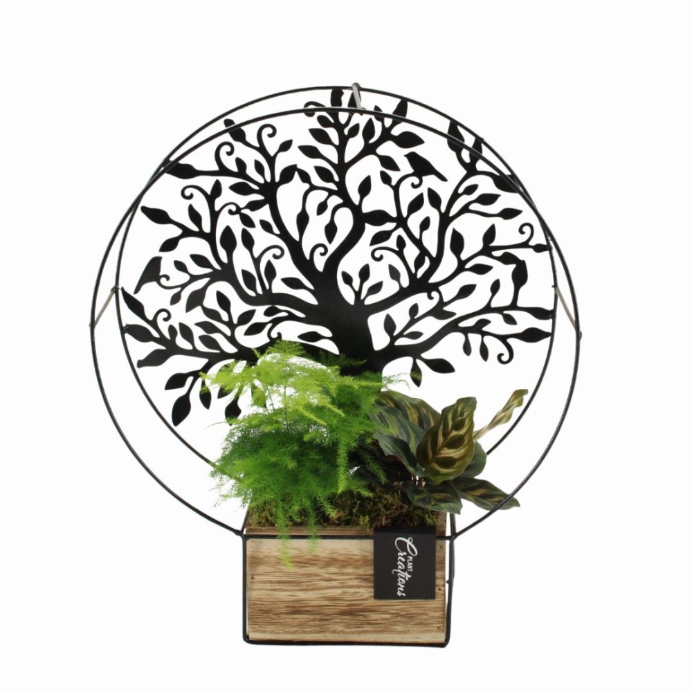 Tree of Life Plant display 30cm