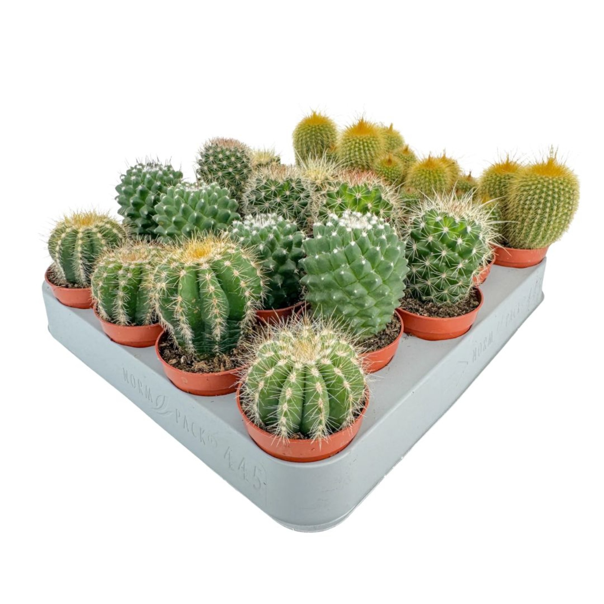 Cactus Bolcactus Mixed 5 cm