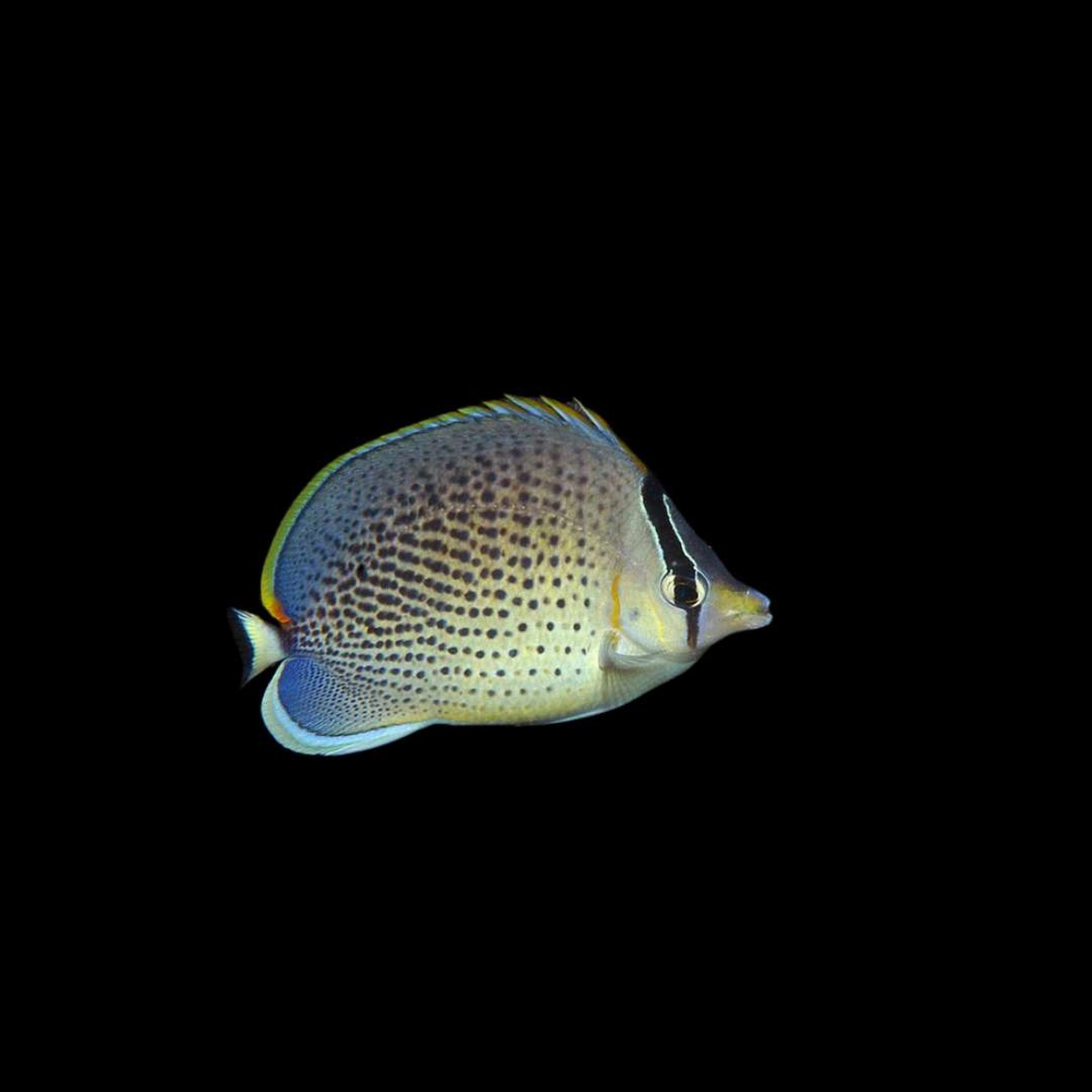 Dot Dash Blue Butterfly