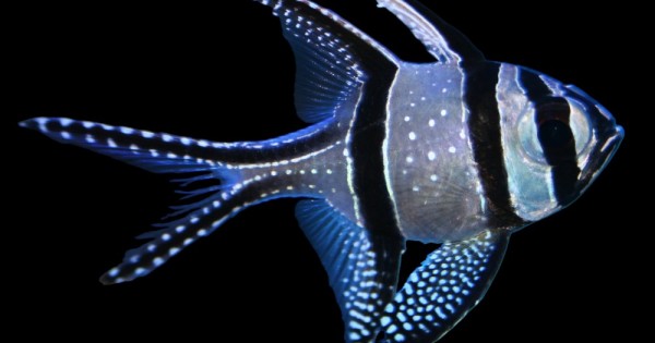 Banggi Cardinalfish
