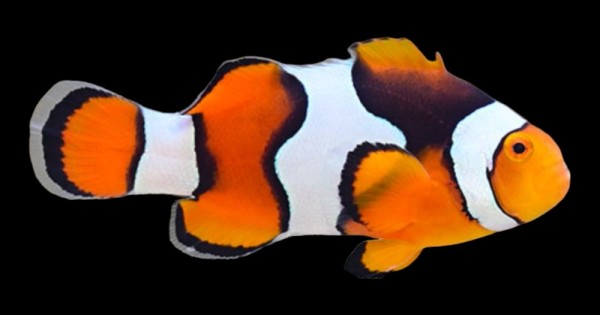 Percula Clown